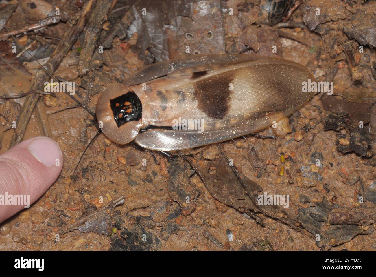 Giant Cave Cockroach (Blaberus giganteus Stock Photo - Alamy