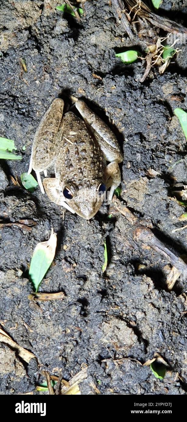Bumpy Rocket Frog (Litoria inermis Stock Photo - Alamy