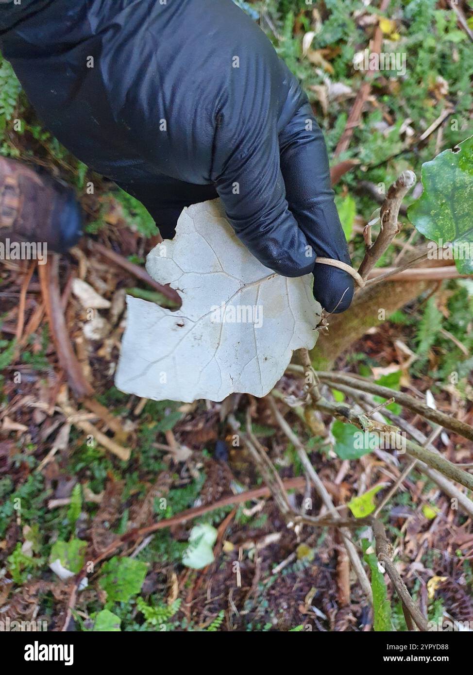 Rangiora (Brachyglottis repanda Stock Photo - Alamy