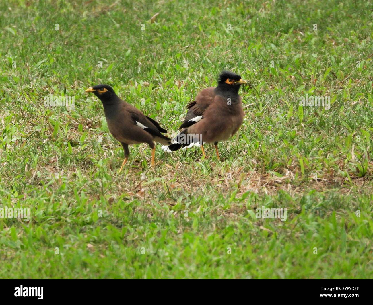 Common Myna (Acridotheres tristis Stock Photo - Alamy