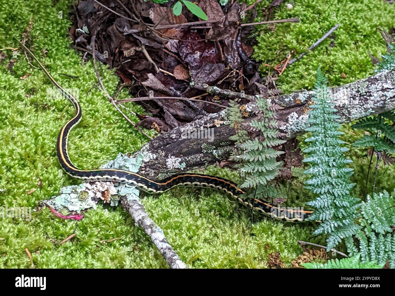 Black-necked Garter Snake (Thamnophis cyrtopsis Stock Photo - Alamy