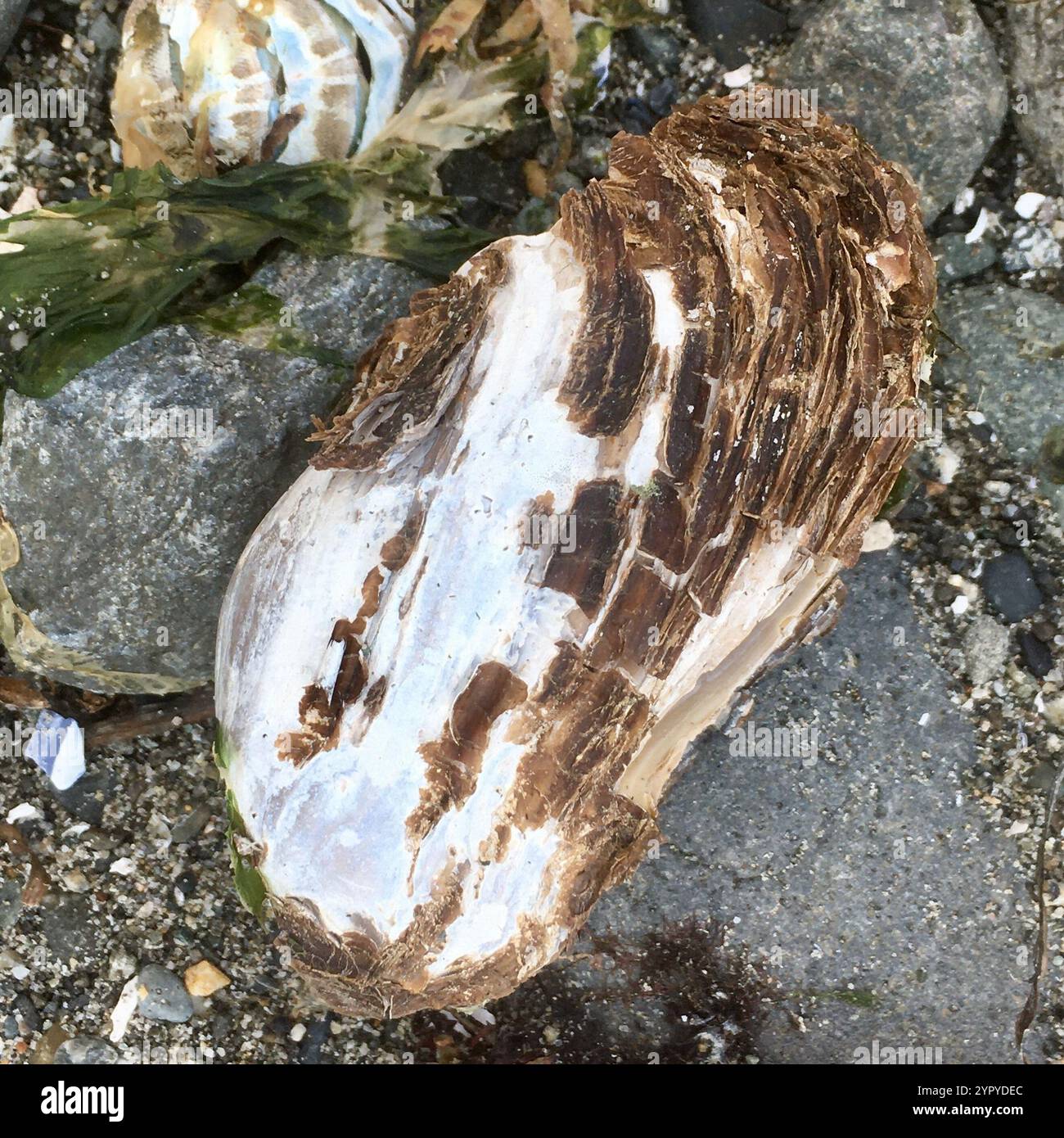 Wrinkled Rock Clam (Entodesma navicula Stock Photo - Alamy