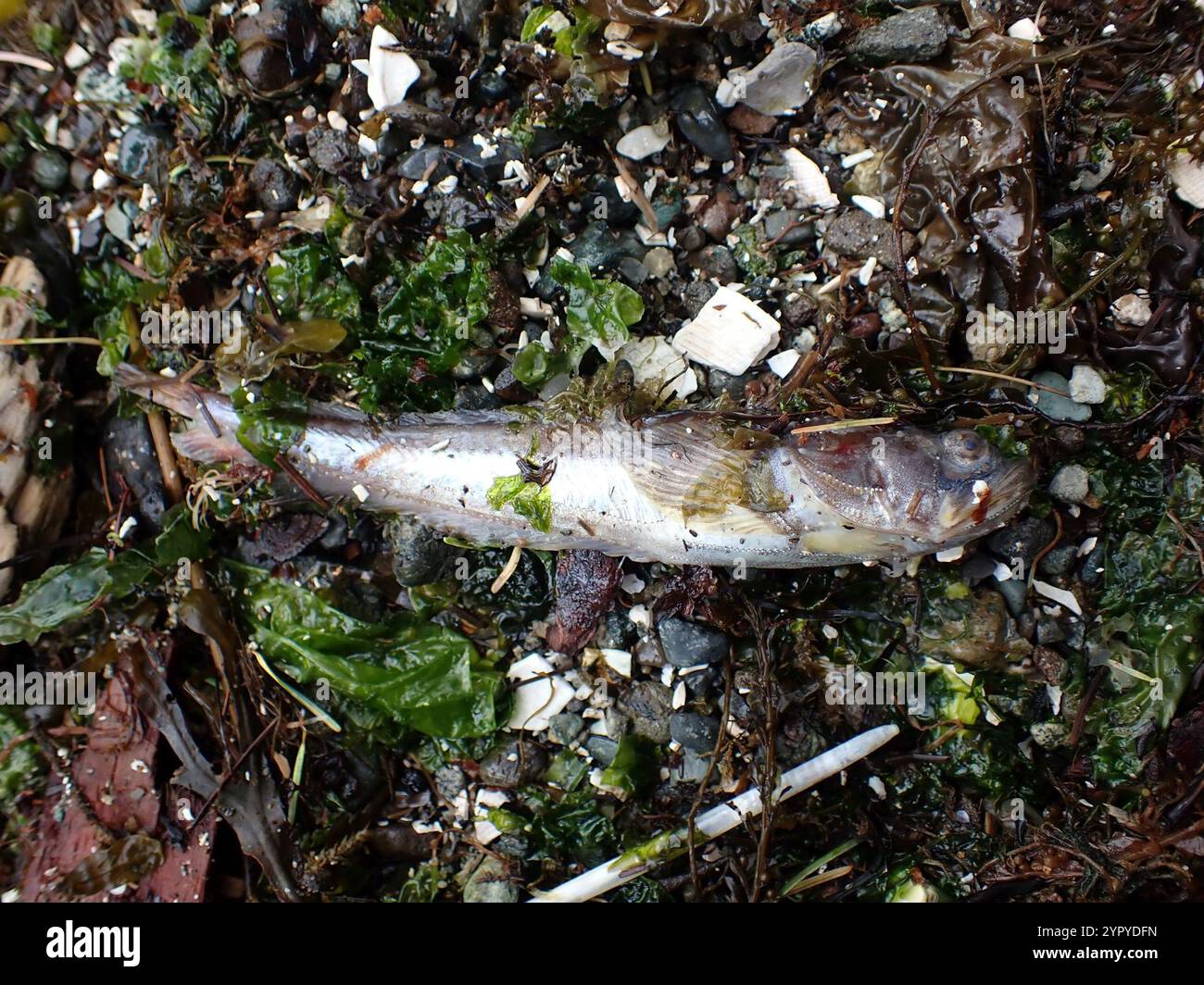 Plainfin Midshipman (Porichthys notatus Stock Photo - Alamy