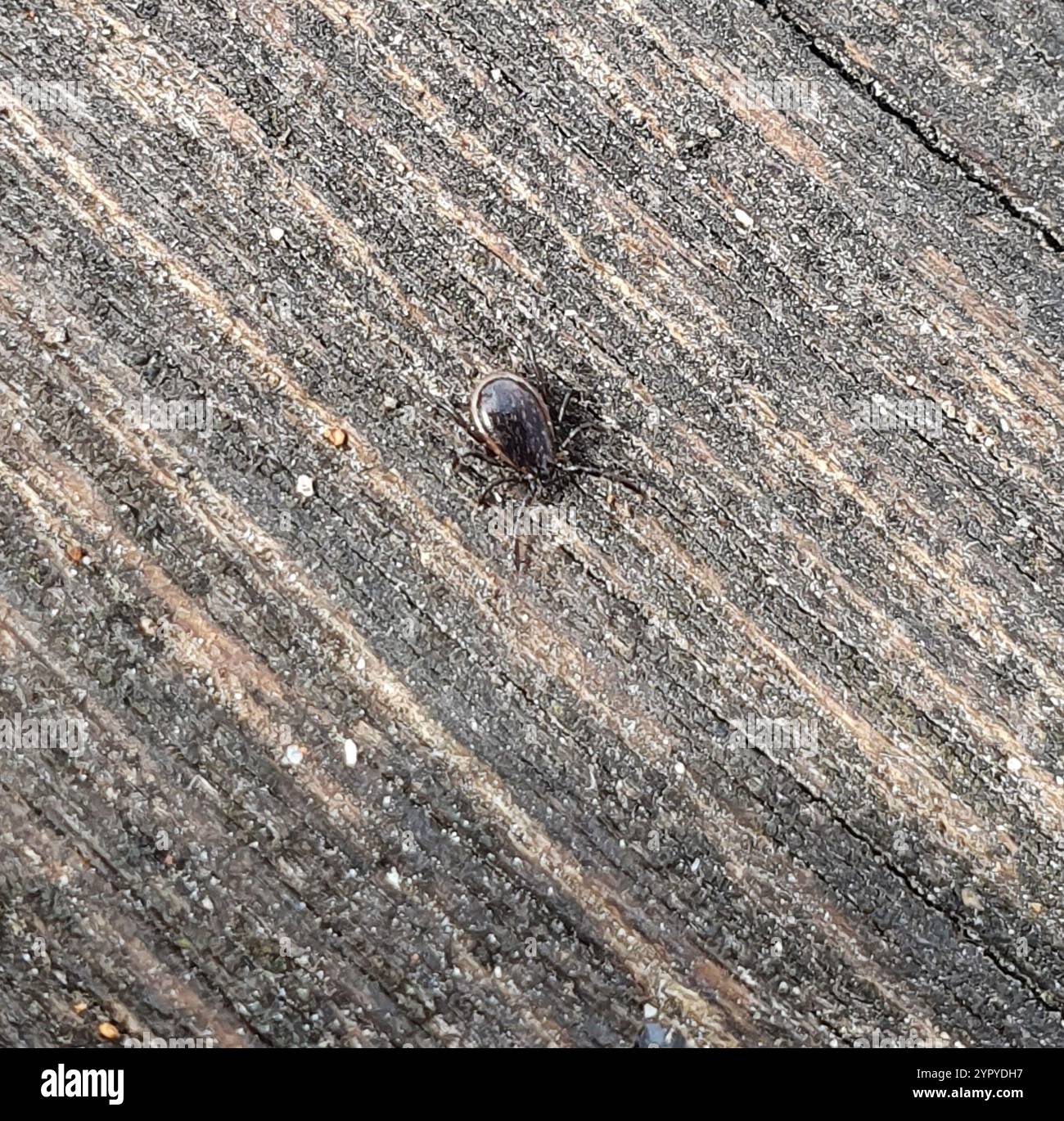 Castor Bean Tick (Ixodes ricinus Stock Photo - Alamy