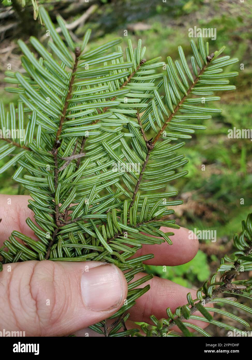 grand fir (Abies grandis Stock Photo - Alamy