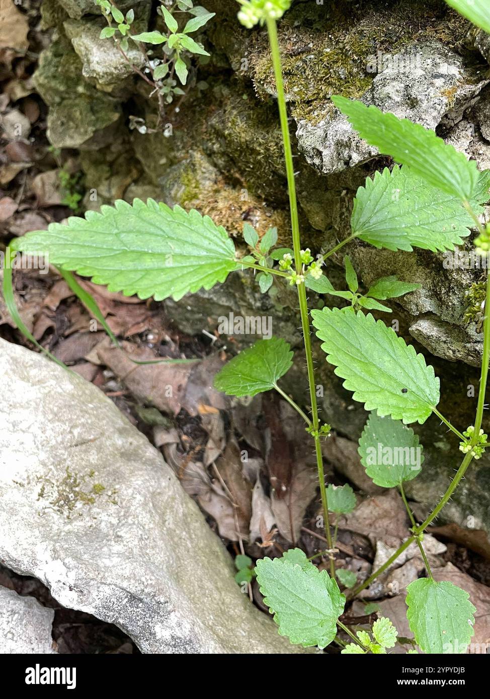 heartleaf nettle (Urtica chamaedryoides Stock Photo - Alamy