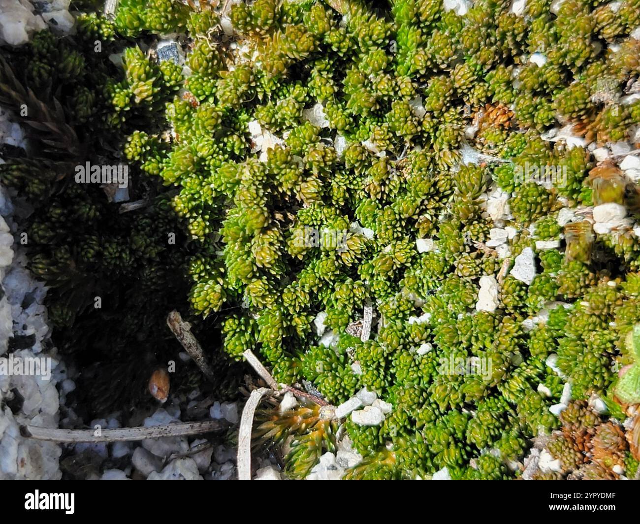 vascular plants (Tracheophyta Stock Photo - Alamy