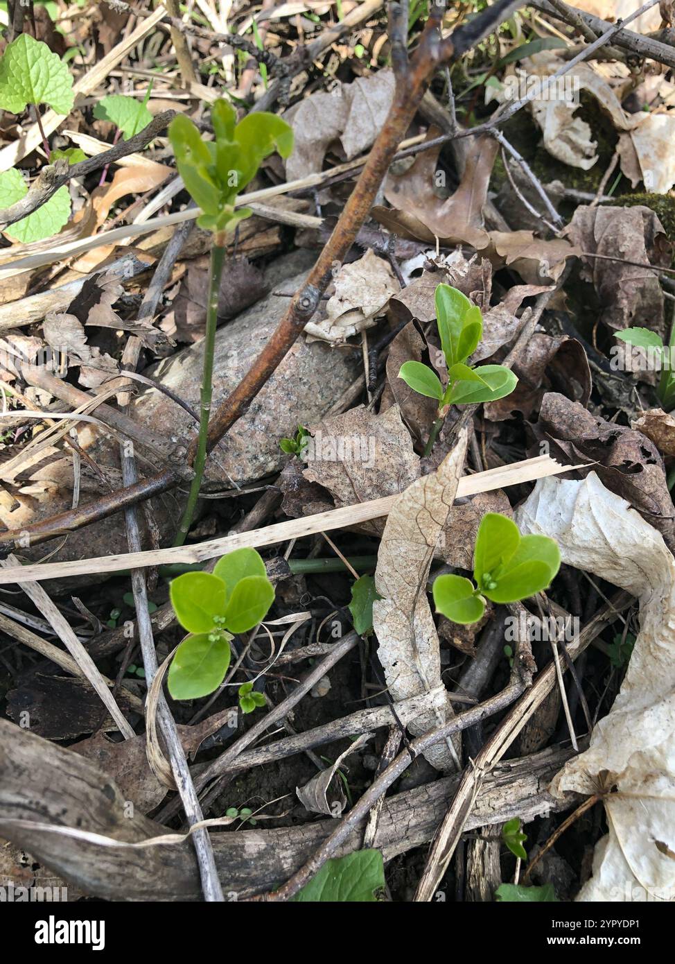 Running Strawberry-bush (Euonymus obovatus Stock Photo - Alamy