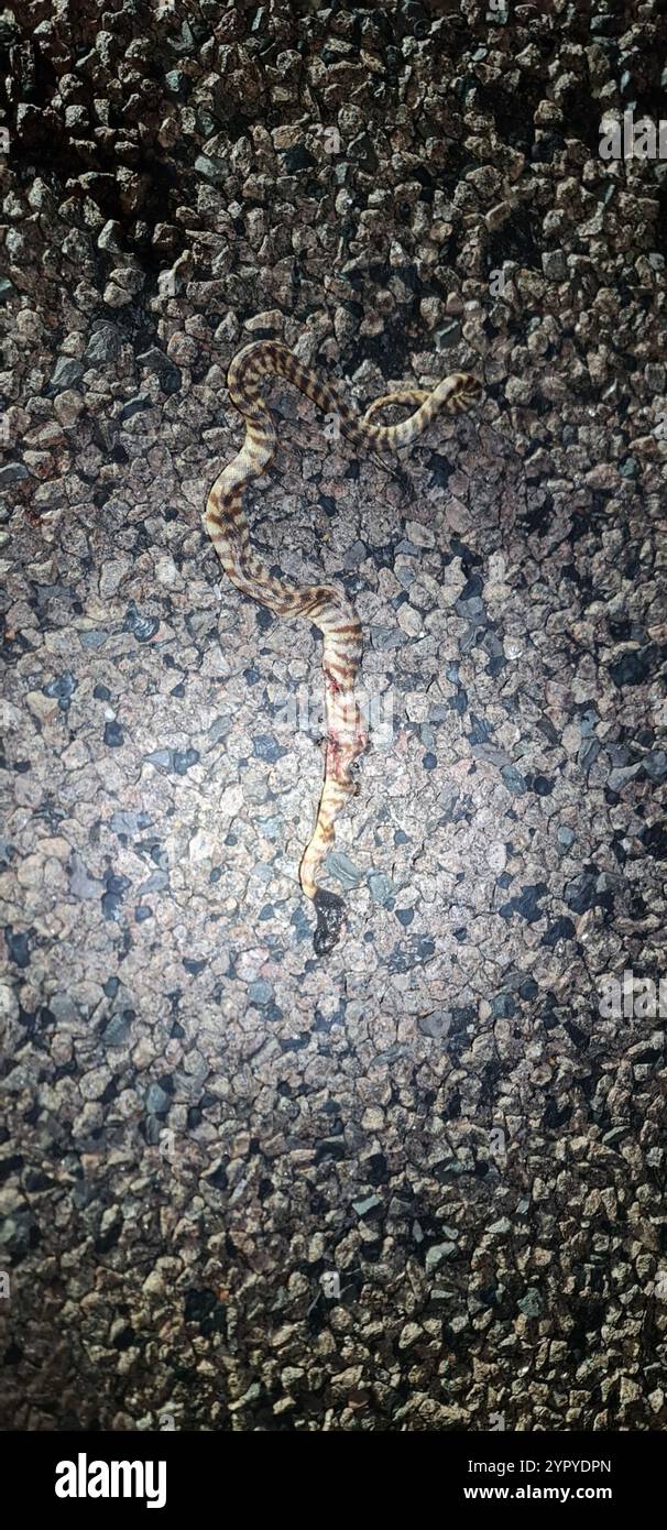 Black-headed Python (Aspidites melanocephalus Stock Photo - Alamy