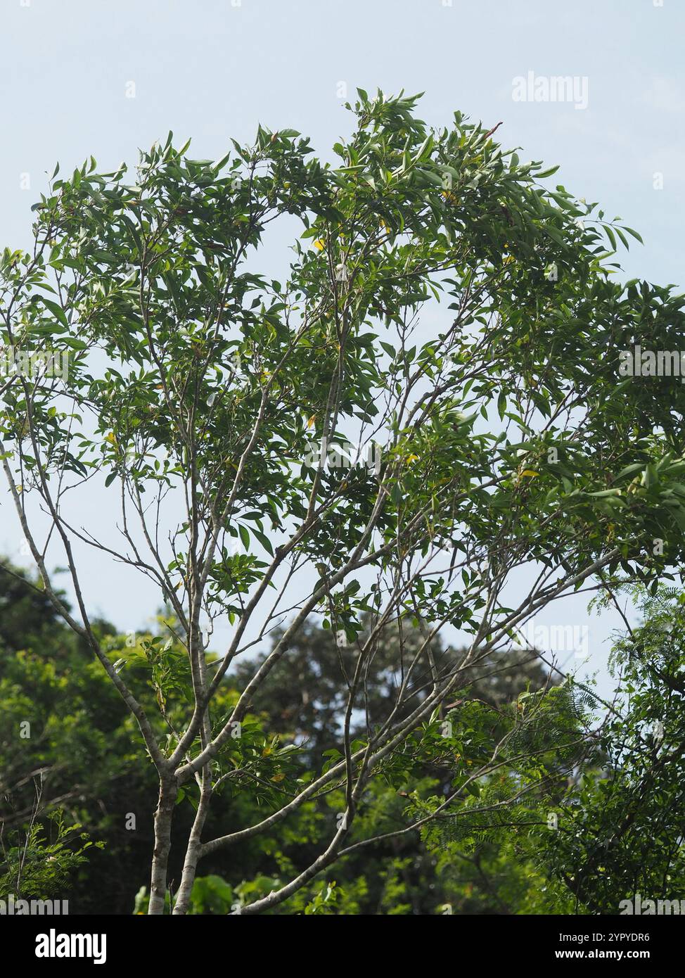 Evergreen tropical ash (Fraxinus griffithii Stock Photo - Alamy