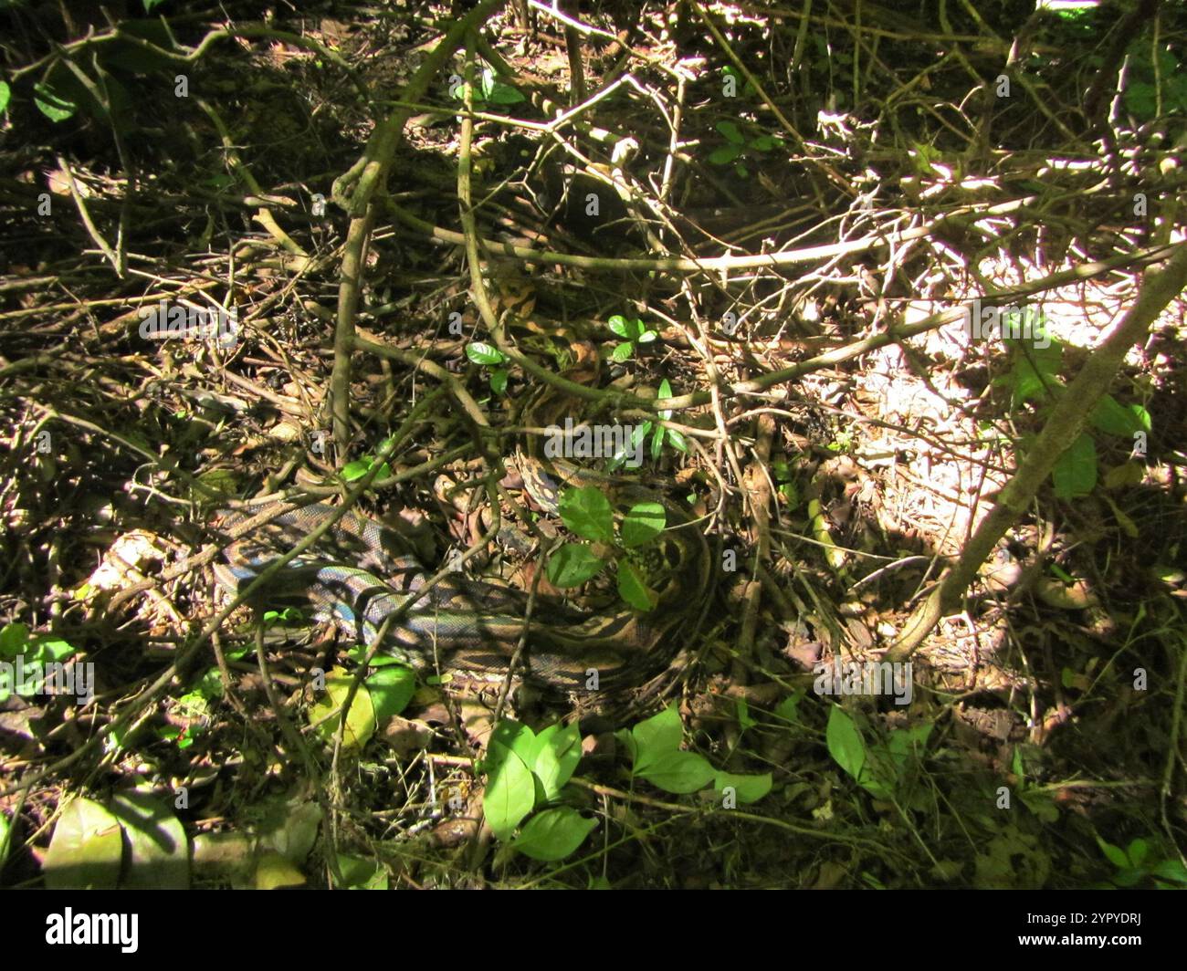 Madagascar Ground Boa (Acrantophis madagascariensis Stock Photo - Alamy