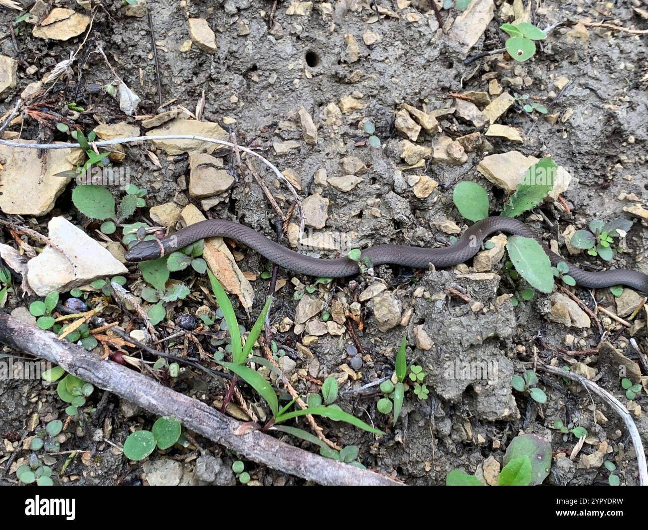 Ring-necked Snake (Diadophis punctatus Stock Photo - Alamy