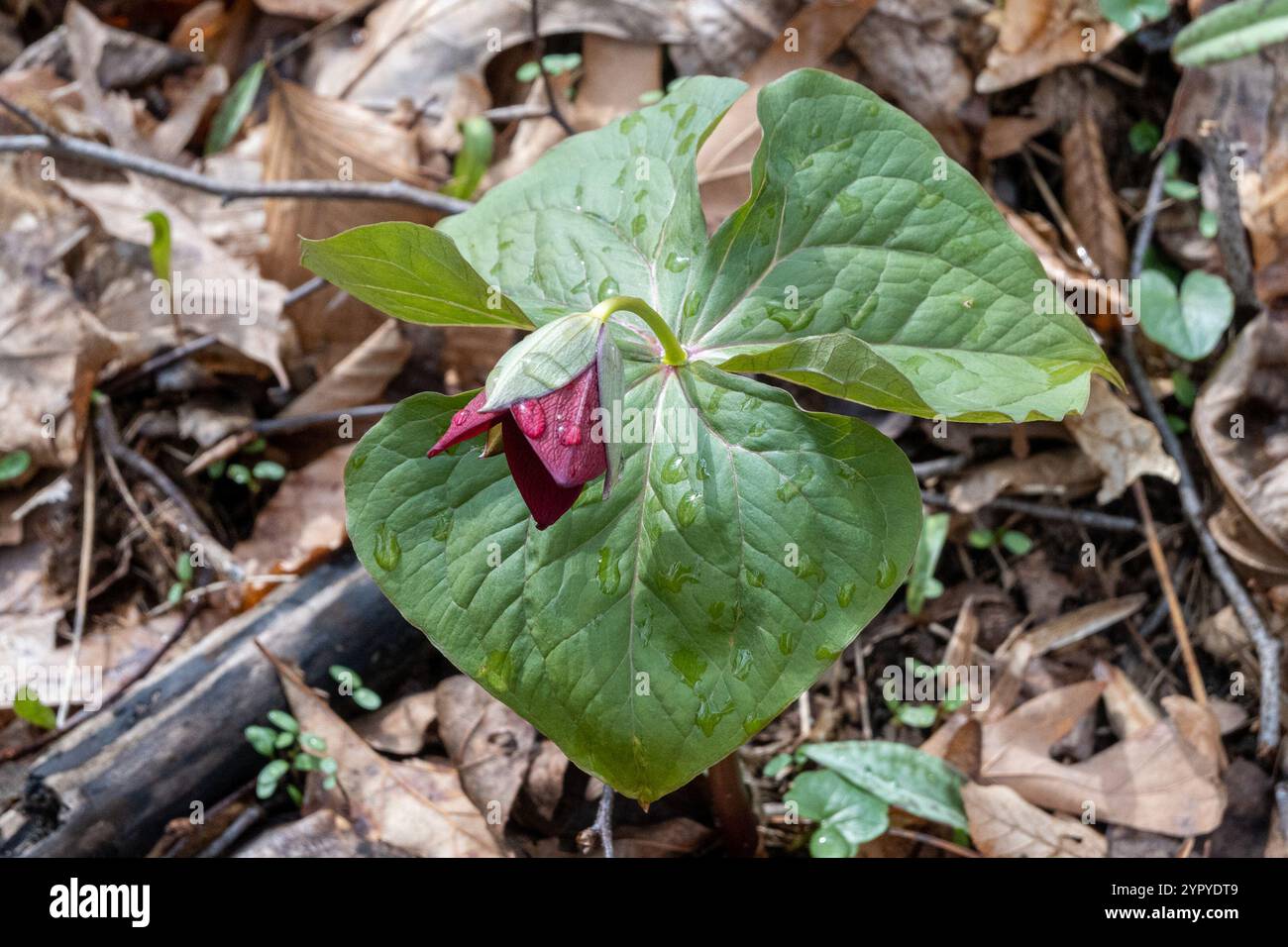 red trillium (Trillium erectum Stock Photo - Alamy