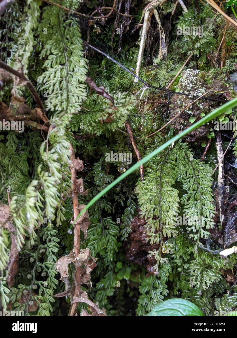filmy ferns (Hymenophyllum Stock Photo - Alamy