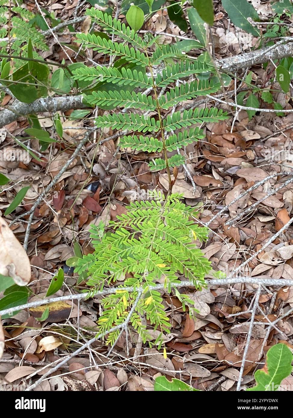 Acacias, Mimosas, mesquites, and allies (Mimosoideae Stock Photo - Alamy
