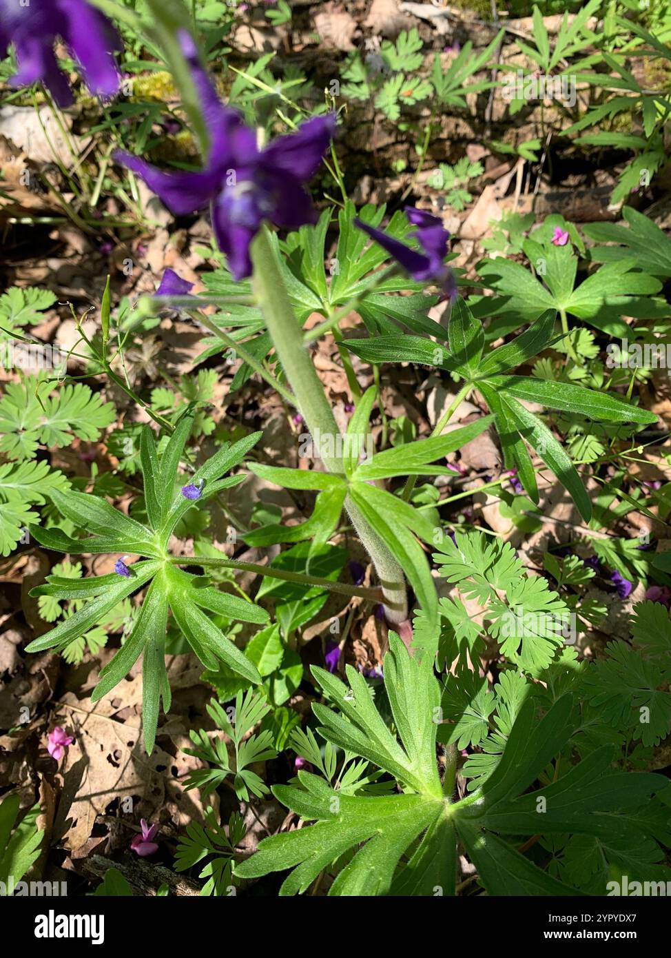 dwarf larkspur (Delphinium tricorne Stock Photo - Alamy