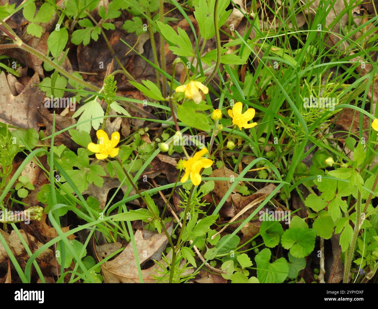 Early Buttercup (Ranunculus fascicularis Stock Photo - Alamy