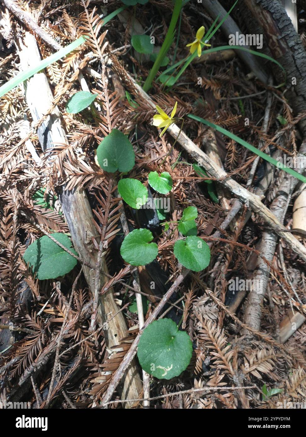 Viola sempervirens hi-res stock photography and images - Alamy
