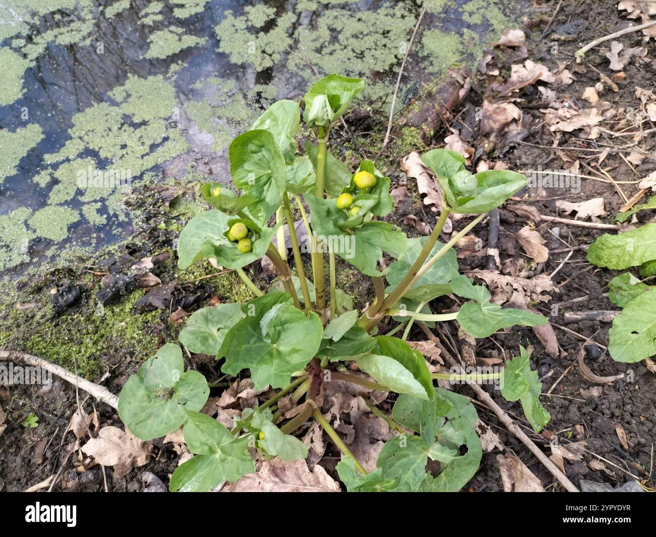 marsh marigold (Caltha palustris Stock Photo - Alamy