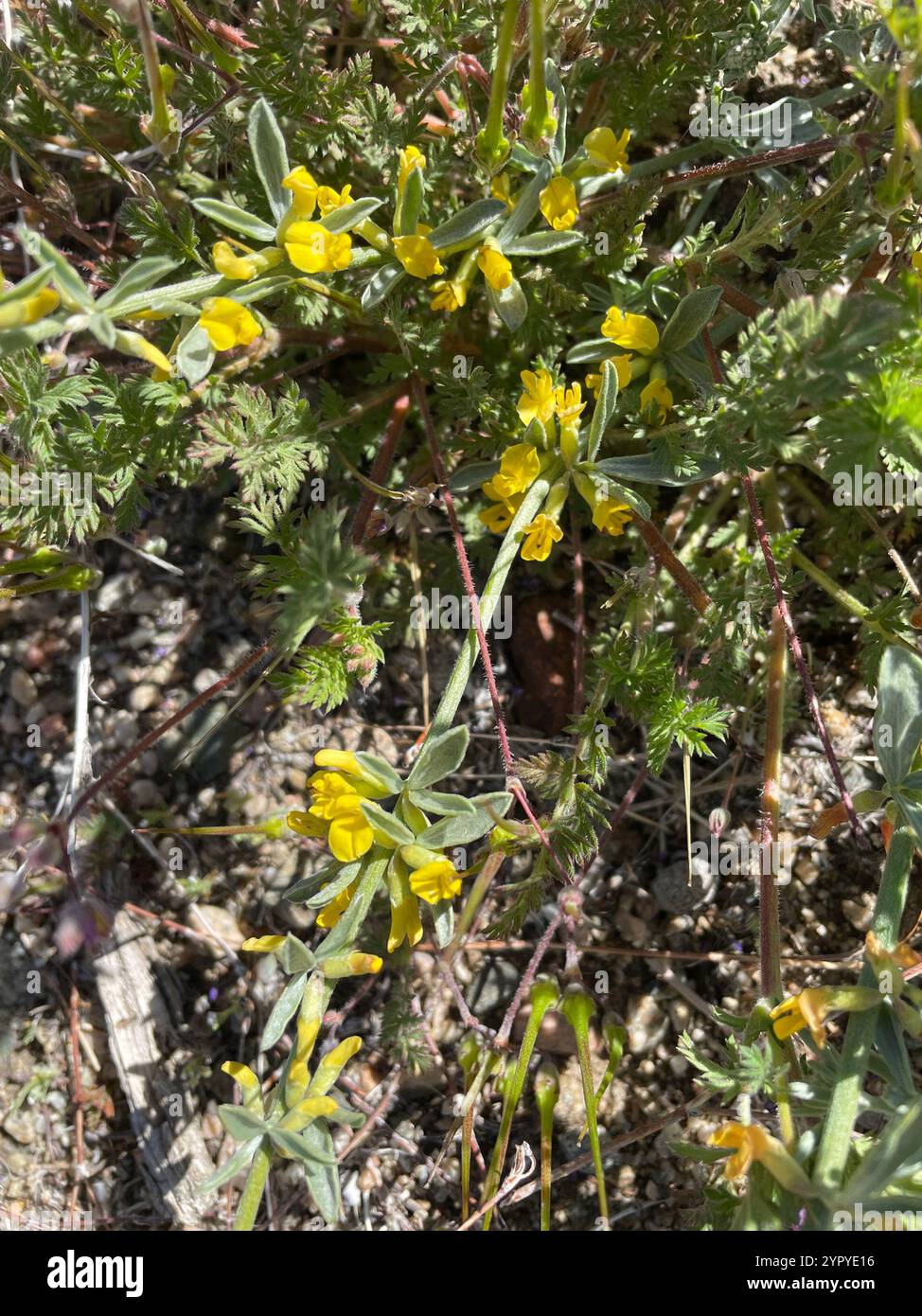 Silky California Broom (Acmispon procumbens Stock Photo - Alamy