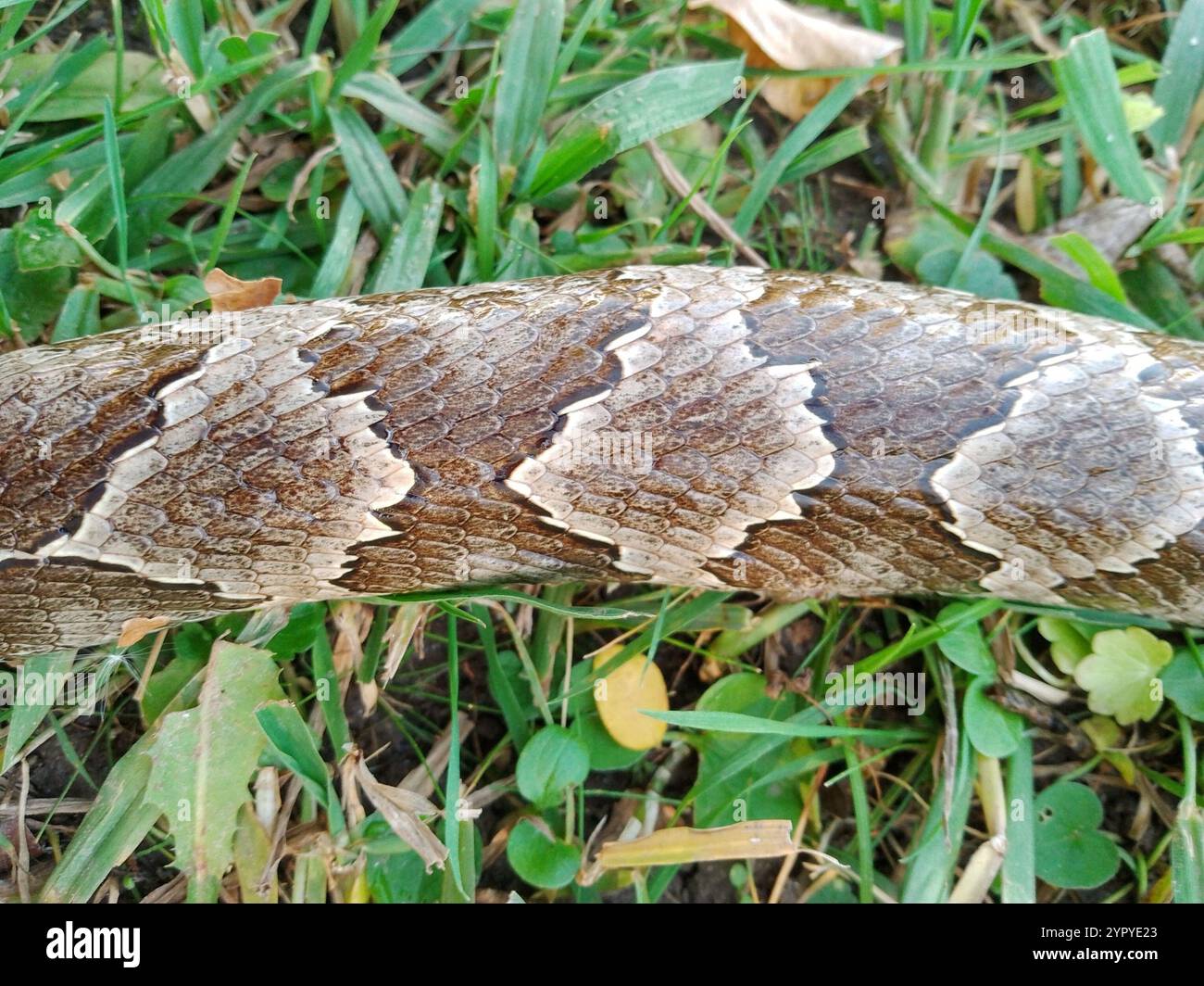 Wagler's Snake (Xenodon merremii Stock Photo - Alamy