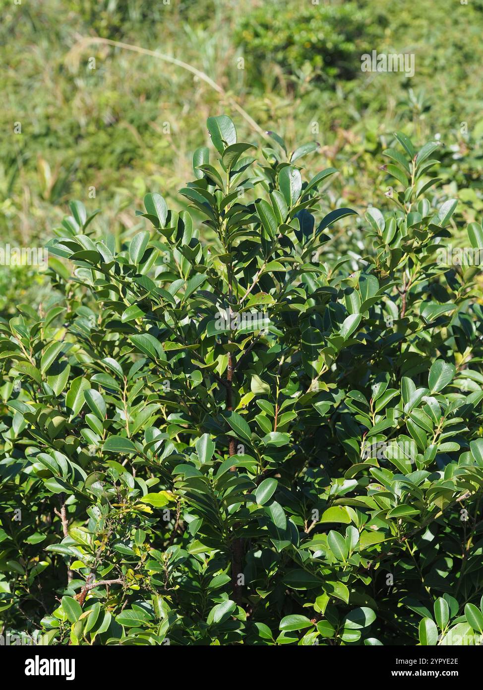 Cleyera japonica hi-res stock photography and images - Alamy