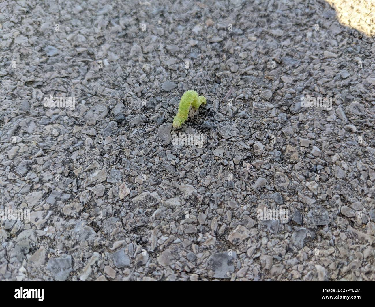 Geometer Moths (Geometridae Stock Photo - Alamy