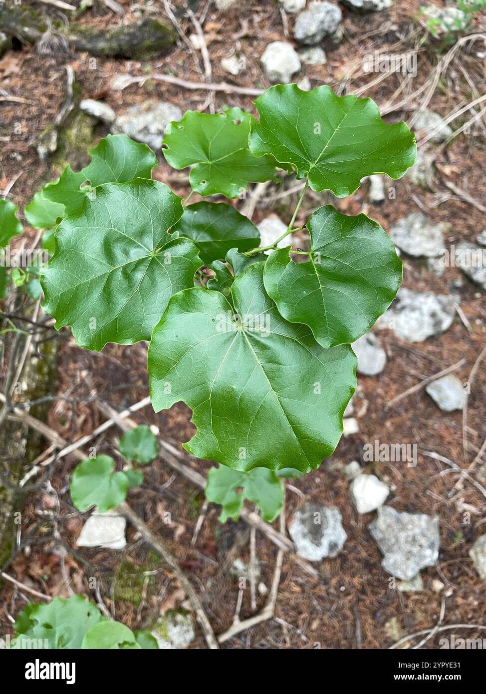 Texas redbud (Cercis canadensis texensis Stock Photo - Alamy