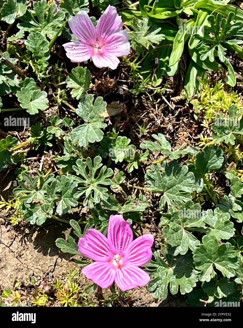checkerbloom (Sidalcea malviflora Stock Photo - Alamy