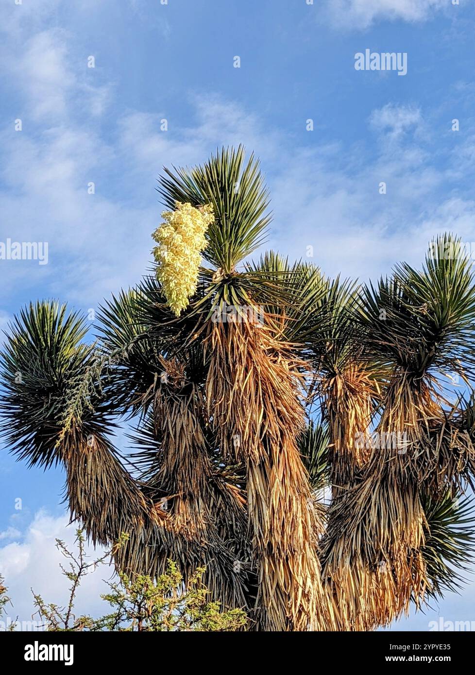tree yucca (Yucca filifera Stock Photo - Alamy