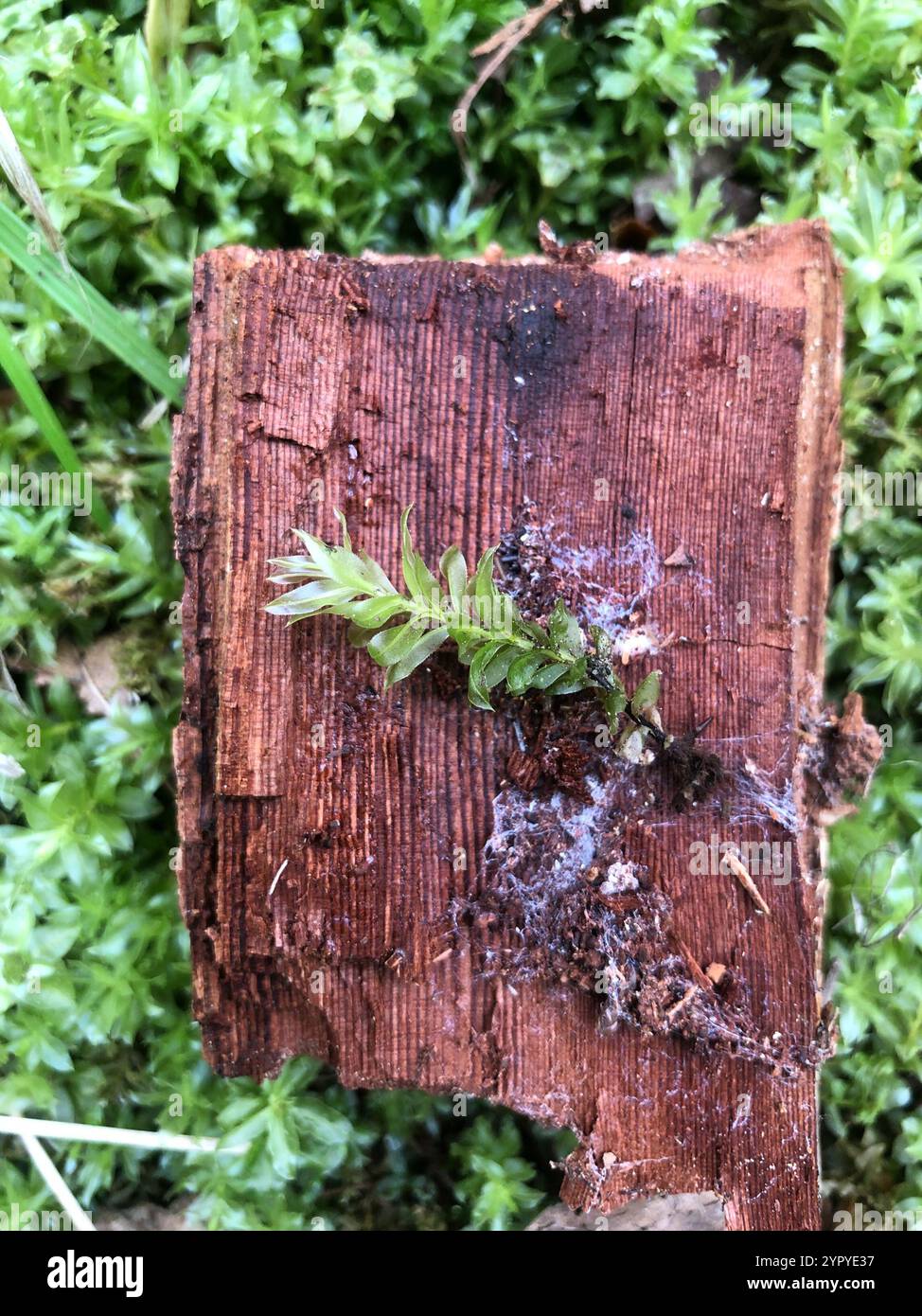 Badge Moss (Plagiomnium insigne Stock Photo - Alamy