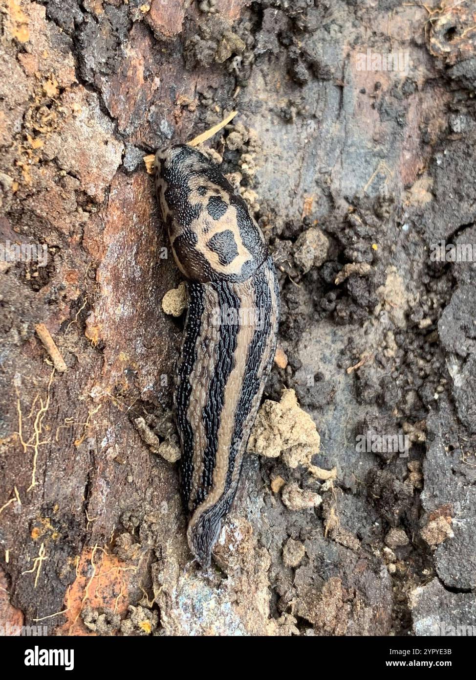 Leopard Slug (Limax maximus Stock Photo - Alamy