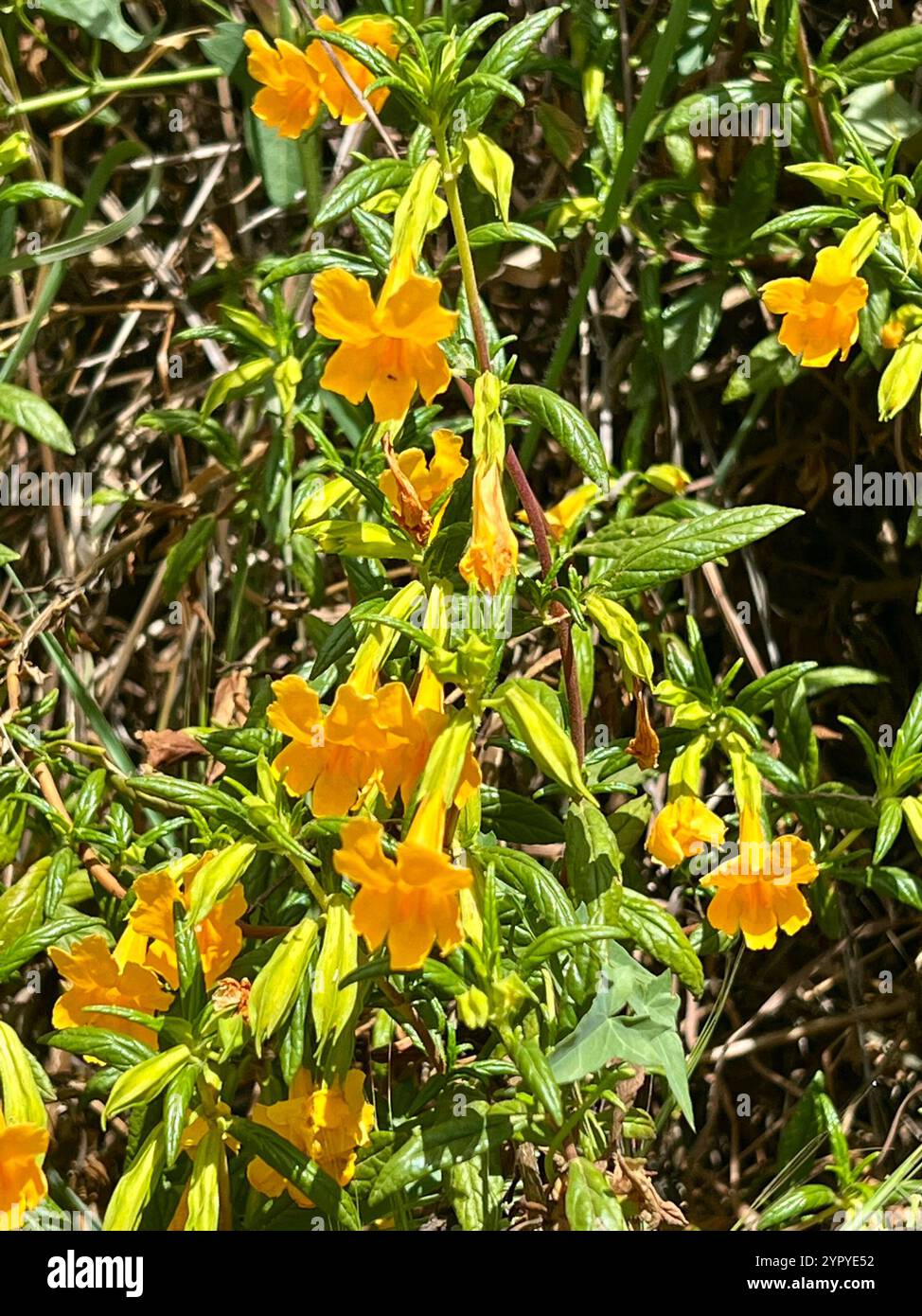 orange bush monkeyflower (Diplacus aurantiacus Stock Photo - Alamy
