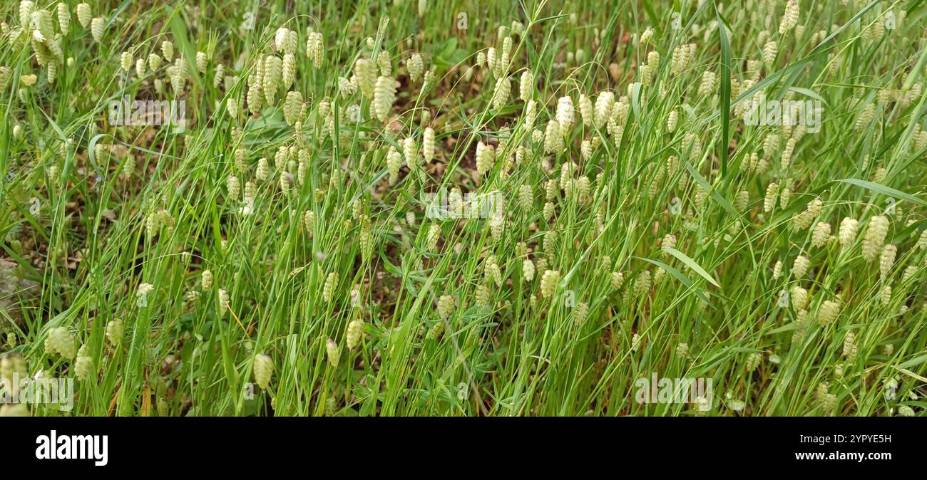 Greater Quaking Grass (Briza maxima Stock Photo - Alamy