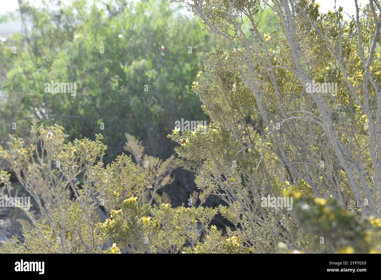 Creosote Bush (Larrea tridentata Stock Photo - Alamy