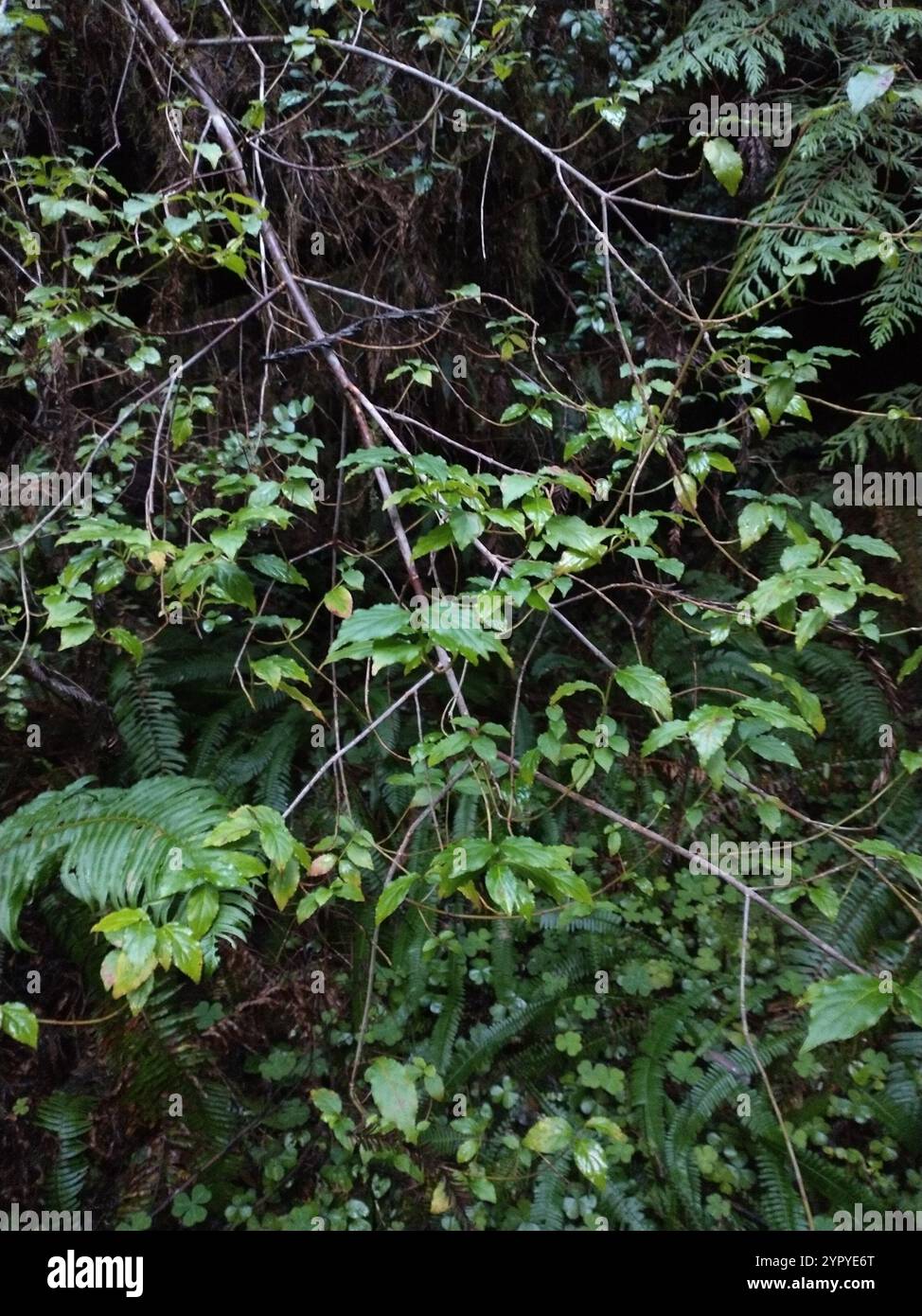 western burning bush (Euonymus occidentalis Stock Photo - Alamy