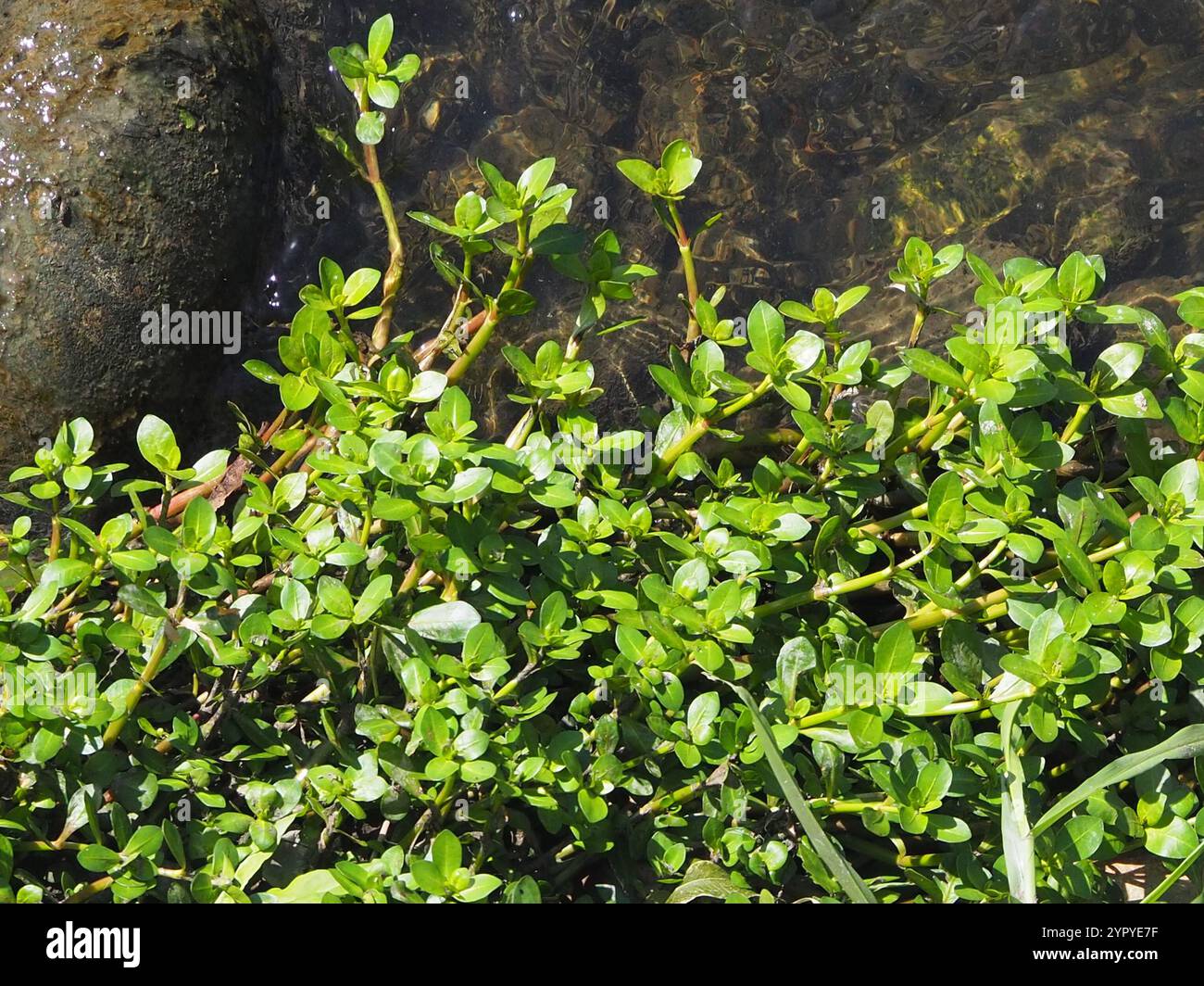 Alligatorweed (Alternanthera philoxeroides Stock Photo - Alamy