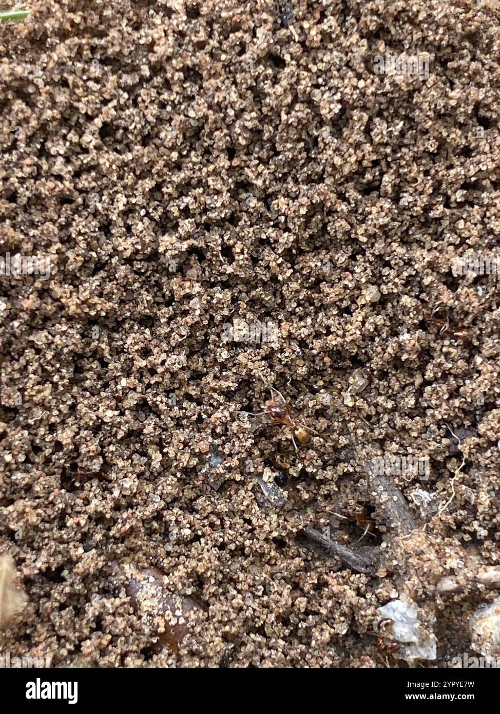 Yellow Pyramid Ant (Dorymyrmex flavus Stock Photo - Alamy