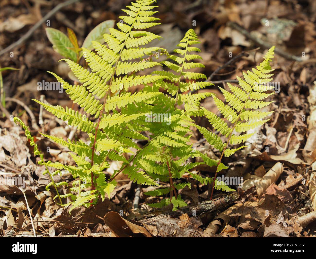 southern lady fern (Athyrium asplenioides Stock Photo - Alamy