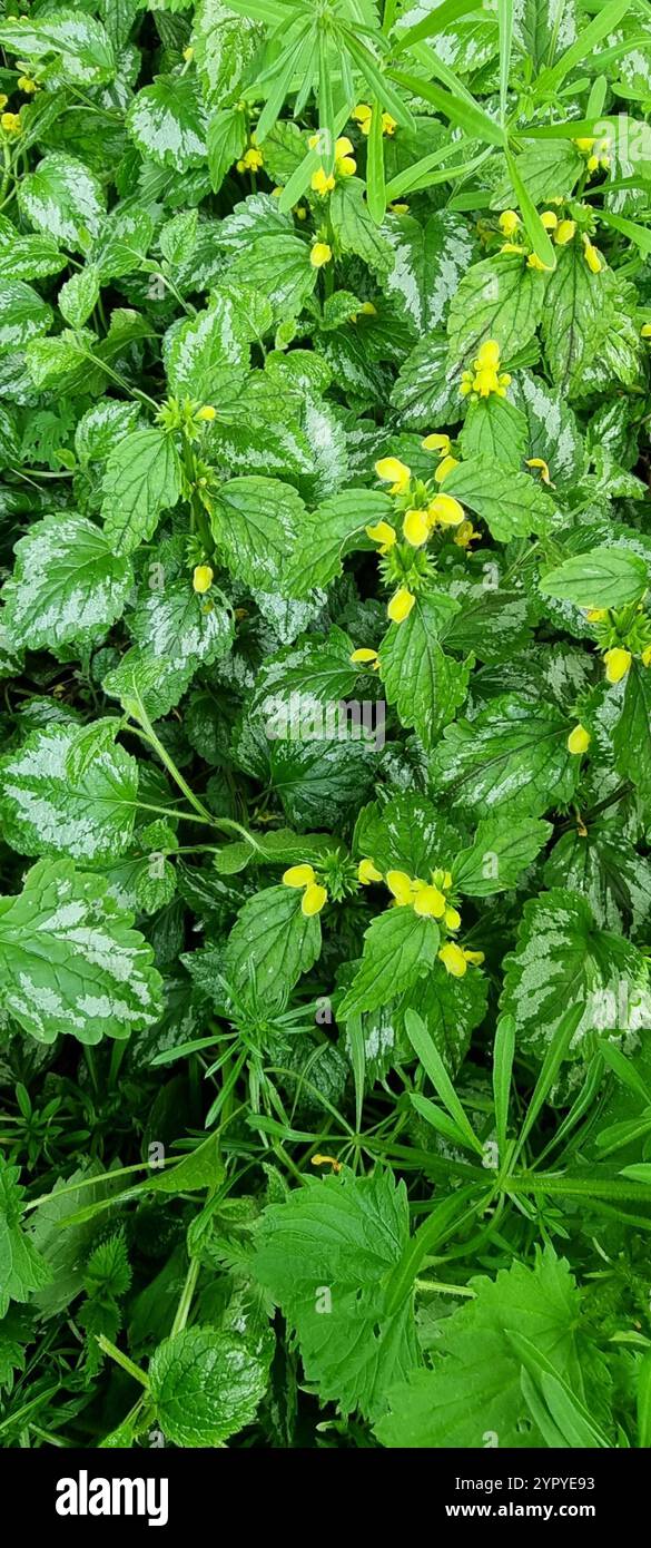Variegated Yellow Archangel (Lamium galeobdolon argentatum Stock Photo ...