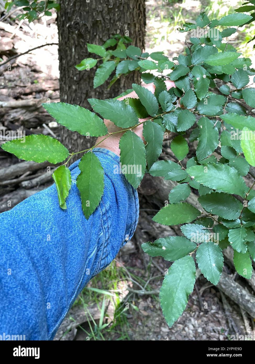 Cedar Elm (Ulmus crassifolia Stock Photo - Alamy
