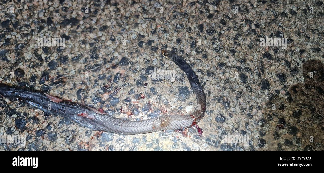 Lesser Black Whipsnake (Demansia vestigiata Stock Photo - Alamy