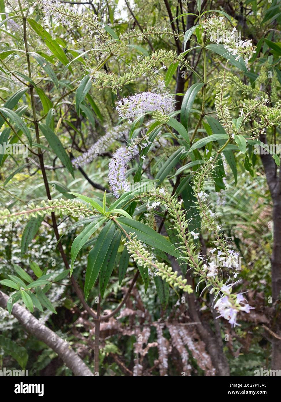 Koromiko (Veronica stricta Stock Photo - Alamy