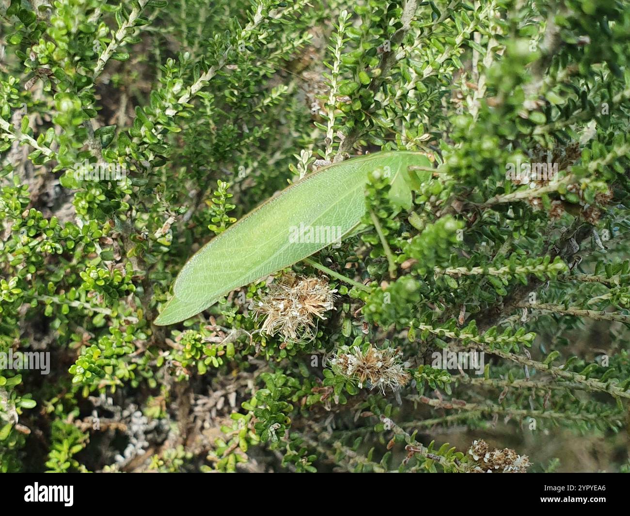 Australian Common Garden Katydid (Caedicia simplex Stock Photo - Alamy