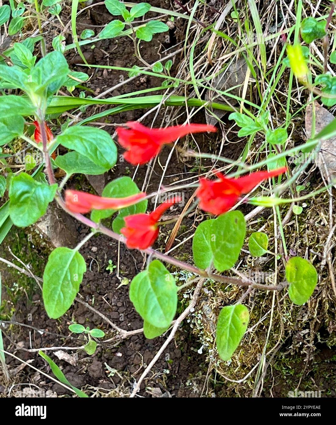 Red larkspur (Delphinium nudicaule Stock Photo - Alamy