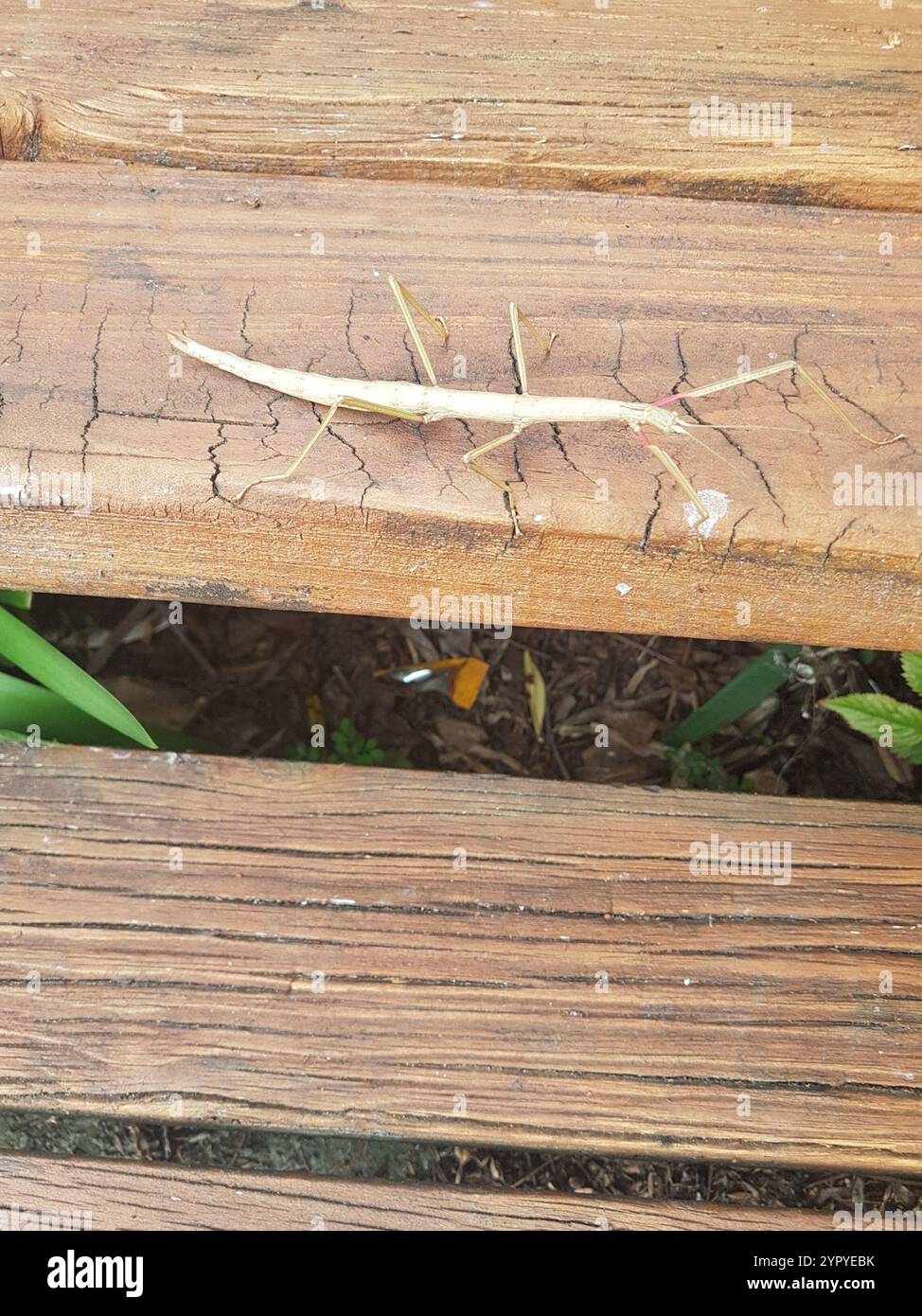 unarmed stick-insect (Acanthoxyla inermis Stock Photo - Alamy