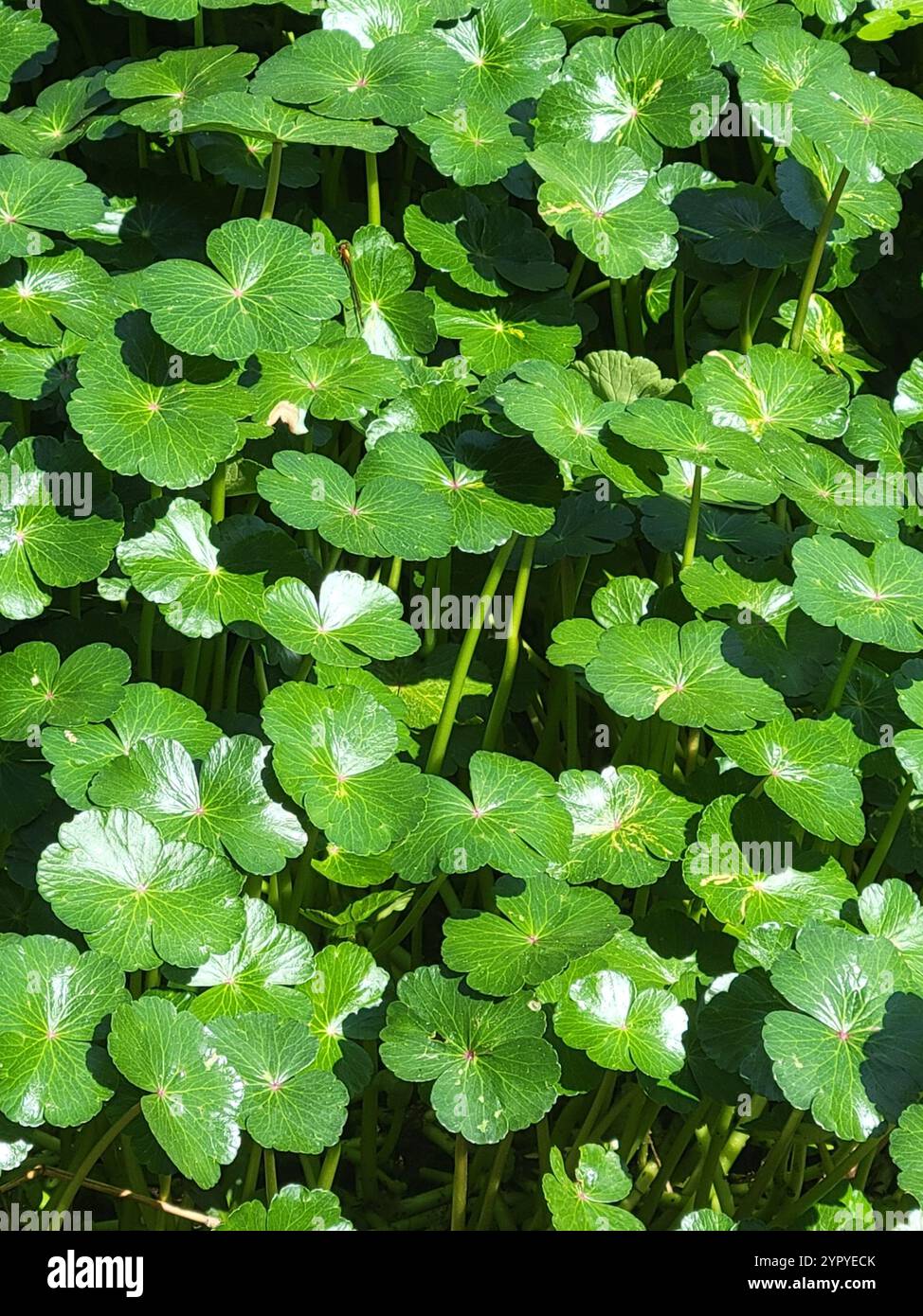 floating marsh pennywort (Hydrocotyle ranunculoides Stock Photo - Alamy