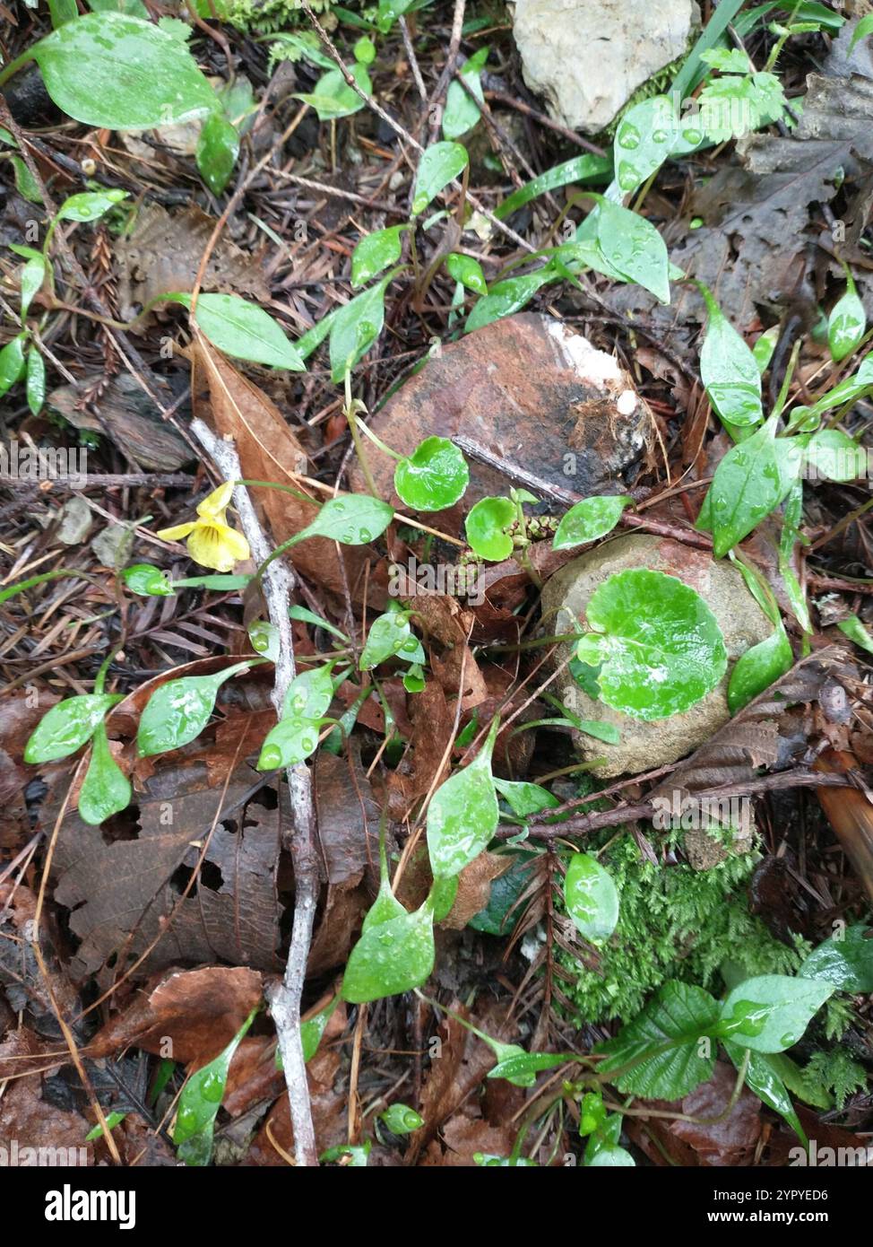 Redwood Violet (Viola sempervirens Stock Photo - Alamy