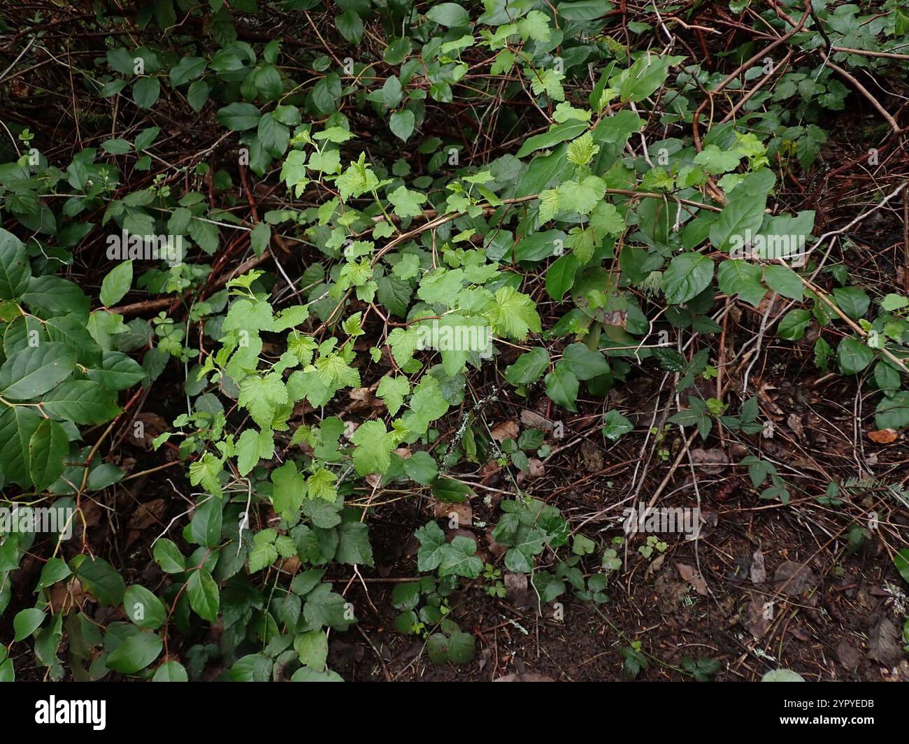 Pacific ninebark (Physocarpus capitatus Stock Photo - Alamy