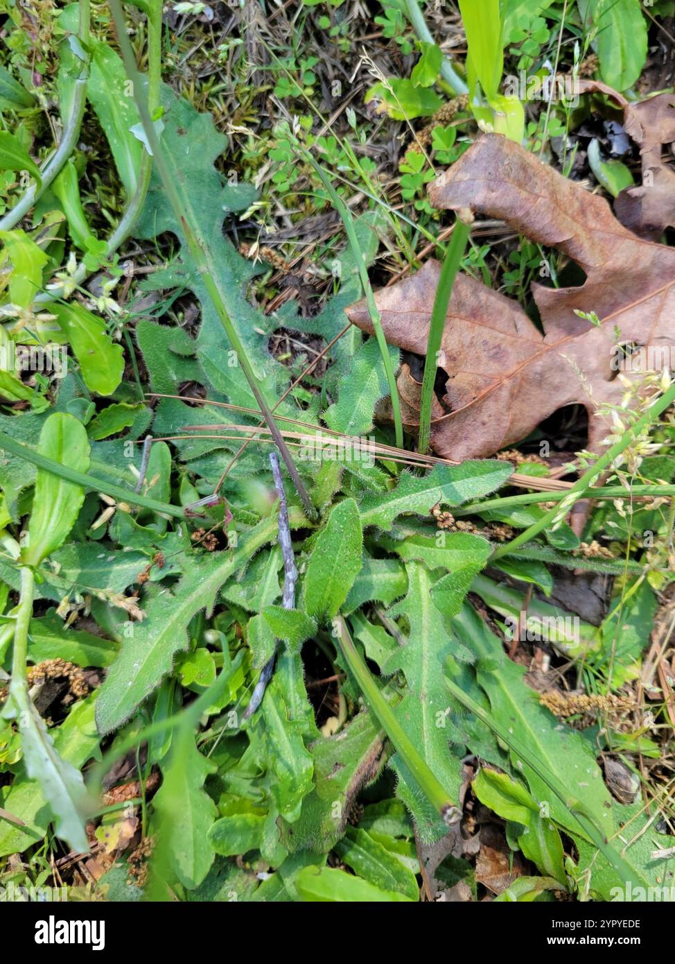 Common Cat's-ear (Hypochaeris radicata Stock Photo - Alamy